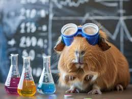 Tomorrow, I Become a Guinea Pig (But Not the Furry Kind) – Lisa Gerardy